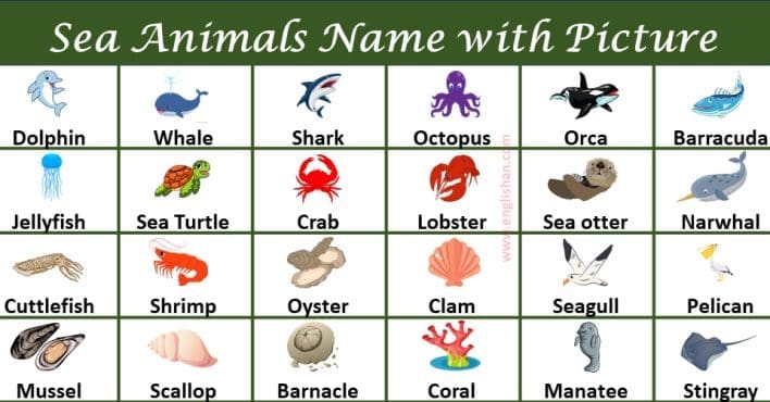 82 Sea Animals Names in English with Pictures • Englishan