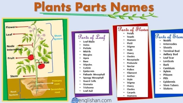 Garden Tools Vocabulary with images and Flashcards - Englishan