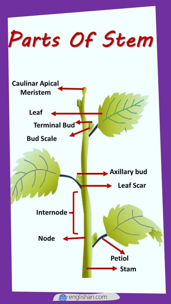 Plants Parts Names - All Parts of Plants - Englishan