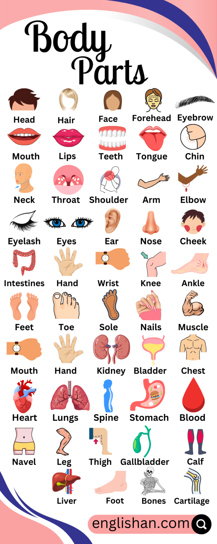 Body Parts: List of Human Body Parts in English