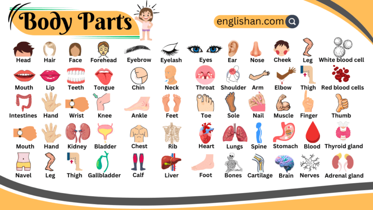 Parts of Body Name in English with Visuals • Englishan