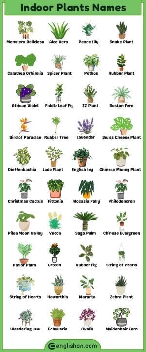 40 Indoor Plants Names with Pictures • Englishan