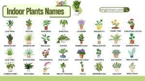 40 Indoor Plants Names with Pictures • Englishan