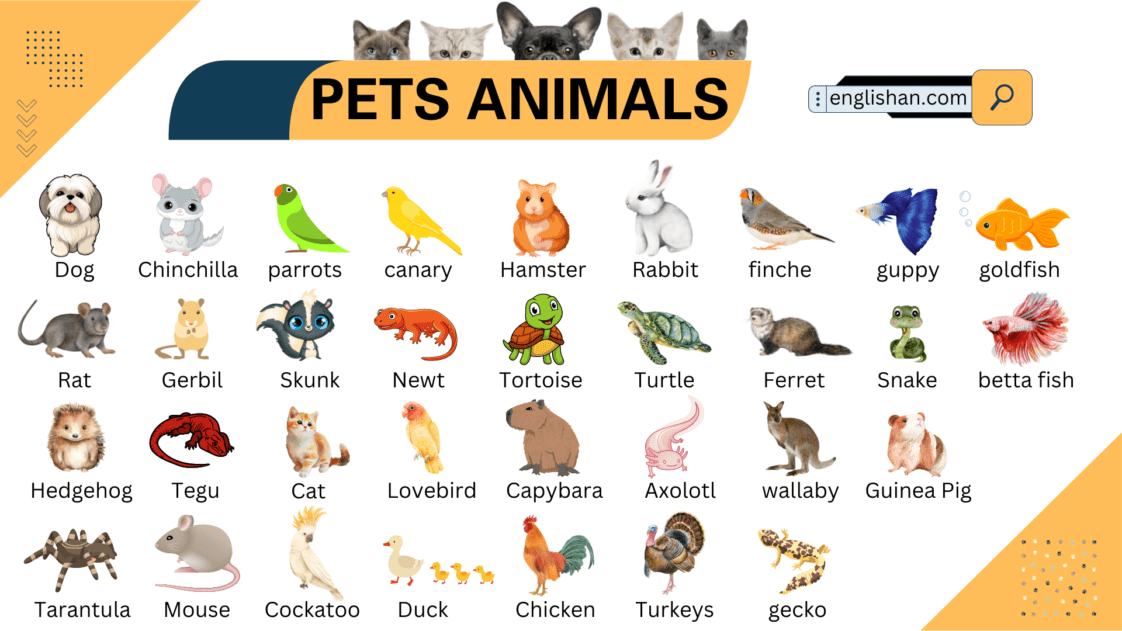 Pets Animals Names and Their Pictures • Englishan Pets Animals Names and Their Pictures • Englishan