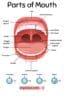 Parts of Mouth and Their Functions • Englishan