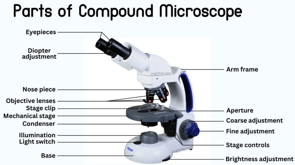 Parts of Compound Microscope with Their Functions • Englishan