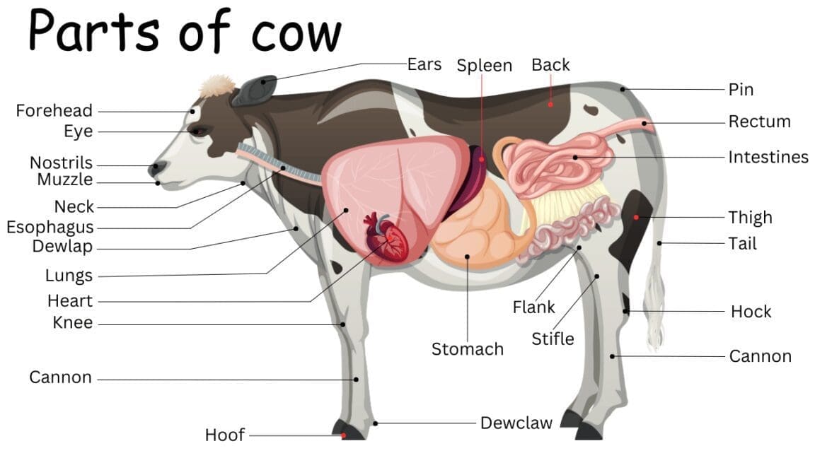Diagram Of A Cow