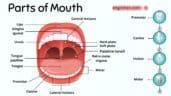 Parts of Mouth and Their Functions • Englishan