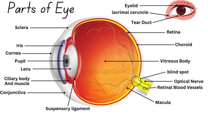 Names of Parts of Eye and Their Functions
