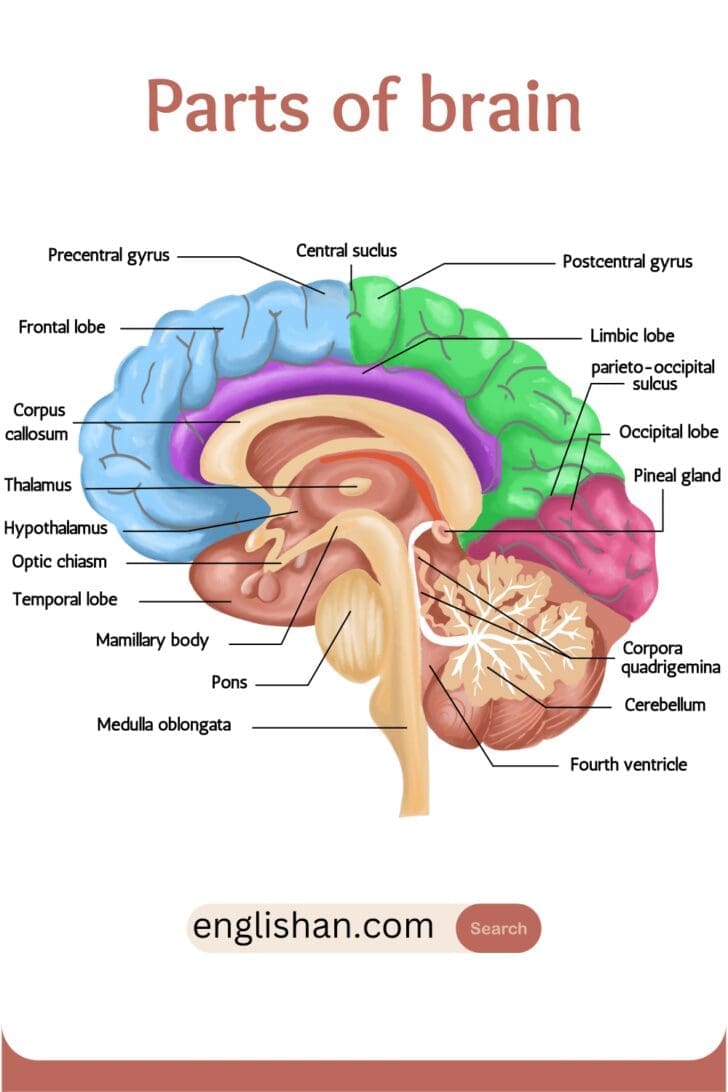Parts of Brain and their Functions • Englishan