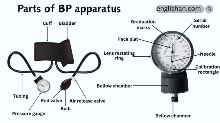 Parts of BP Apparatus Names in English with Their Functions • Englishan