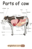 Parts of Cow Names in English • Englishan