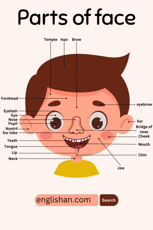 Parts Of Face With Names And Labeled Diagram • Englishan