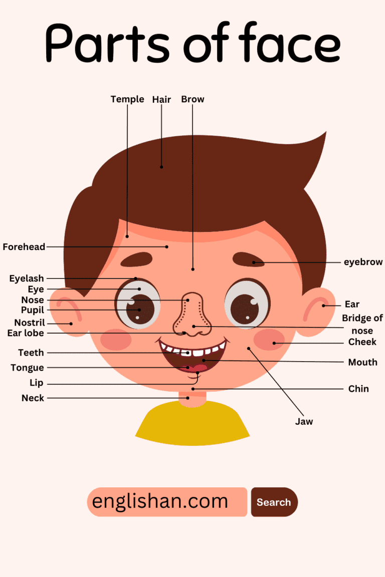 Parts Of Face With Names And Labeled Diagram • Englishan