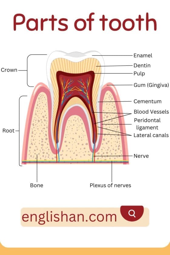 Parts of Tooth With their Functions • Englishan