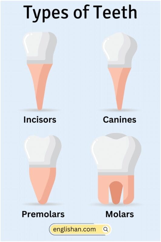 Types of Teeth Names in English • Englishan
