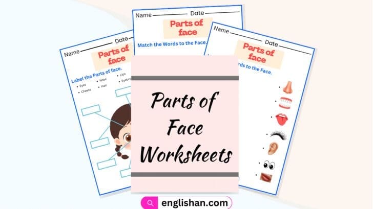 Parts of Face Worksheet and Exercises with Answers