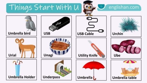 Things Start with U with Pictures • Englishan