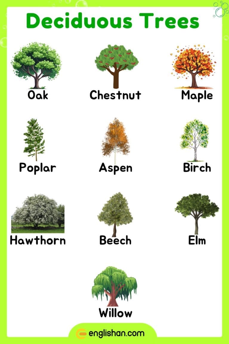 Types of Trees: Names and Facts You Should Know