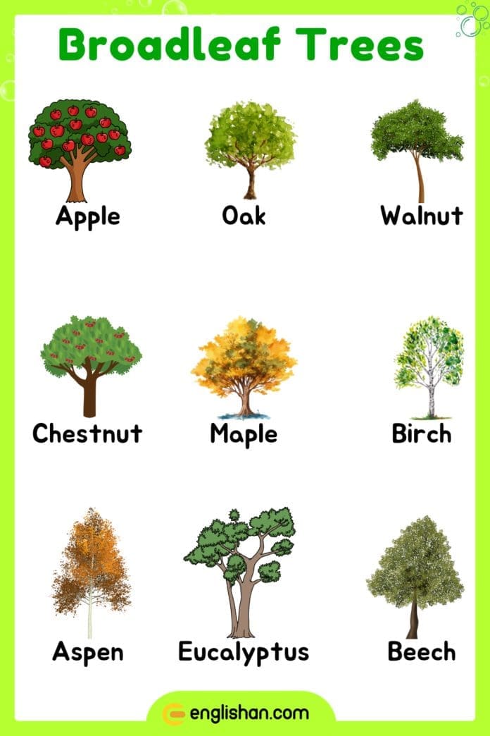 Types of Trees: Names and Facts You Should Know