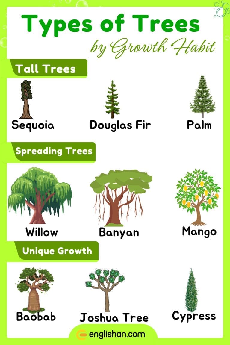 Types of Trees: Names and Facts You Should Know
