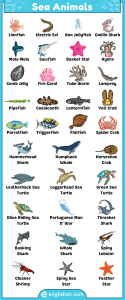 100 Sea Animals Name in English with Pictures • Englishan