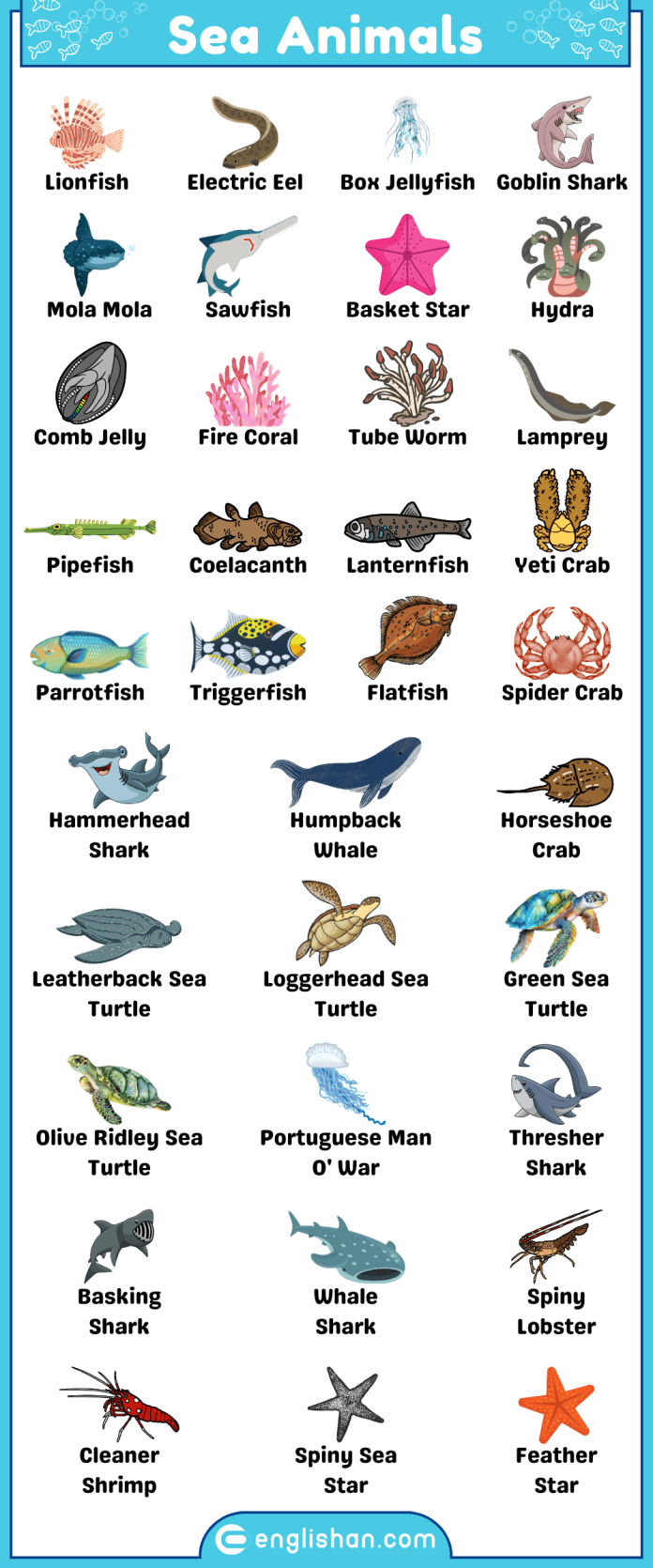100 Sea Animals Name in English with Pictures • Englishan