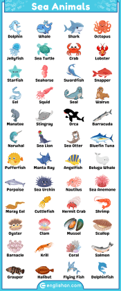 100 Sea Animals Name in English with Pictures • Englishan