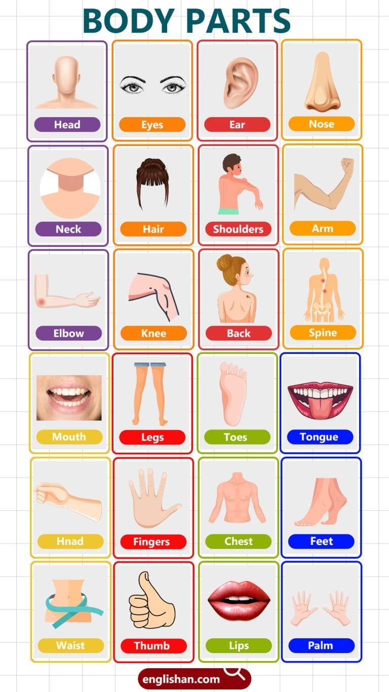 24 Body Parts Names for Kids and Beginners