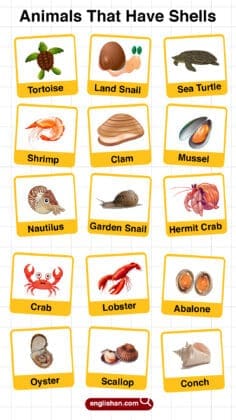 Names of Animals That Have Shells: Complete List