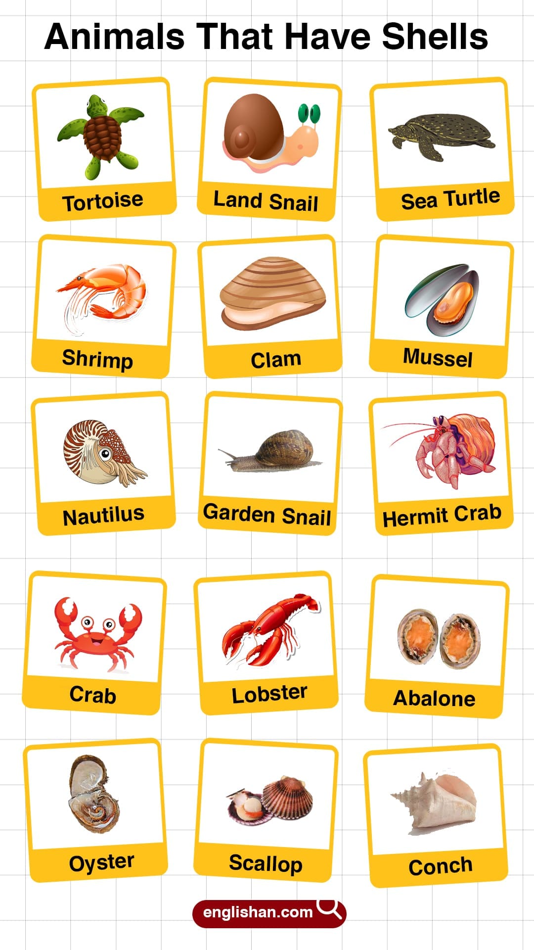 Names of Animals That Have Shells: Complete List