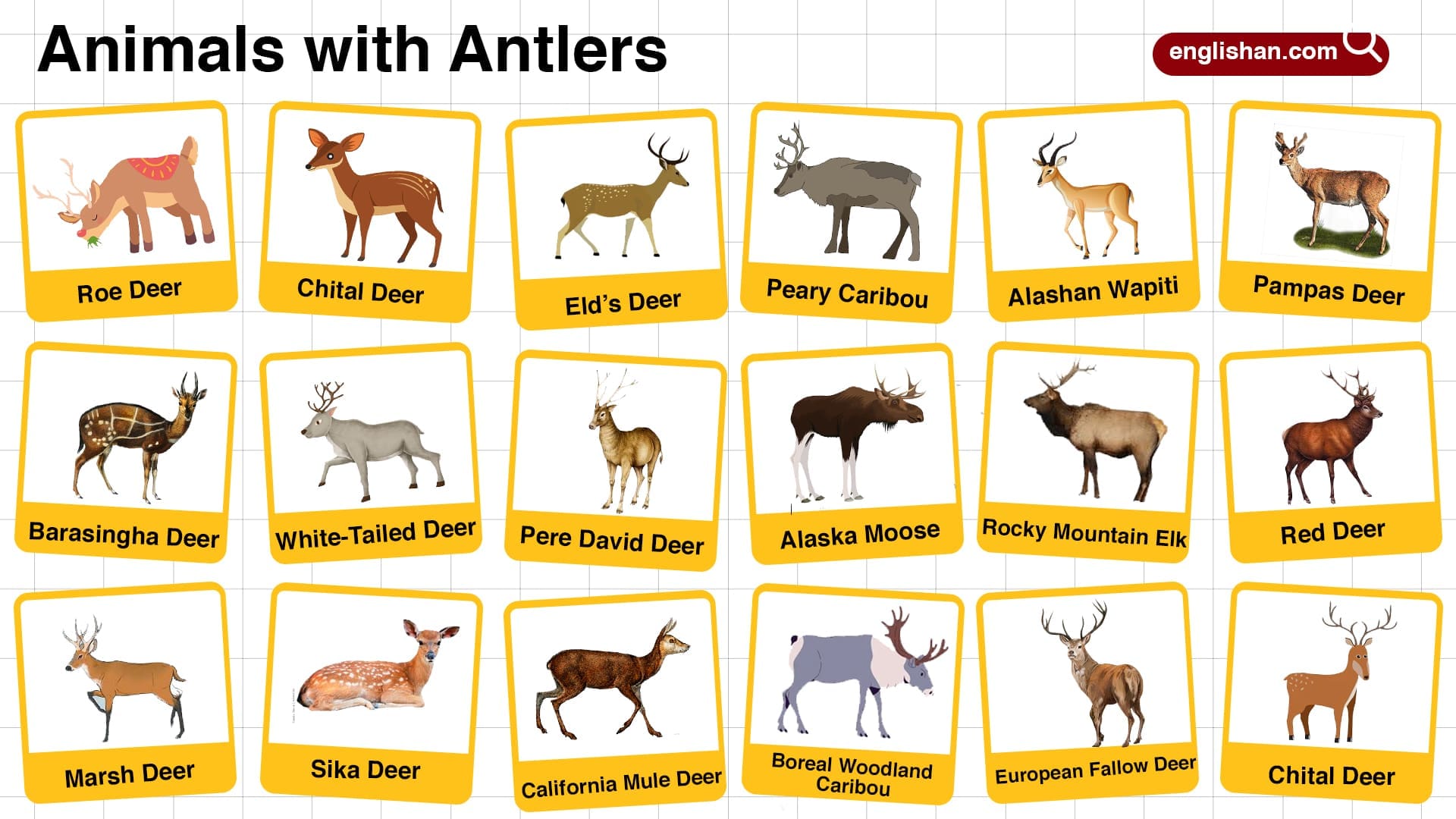 Animals with Antlers – Names and Pictures • Englishan