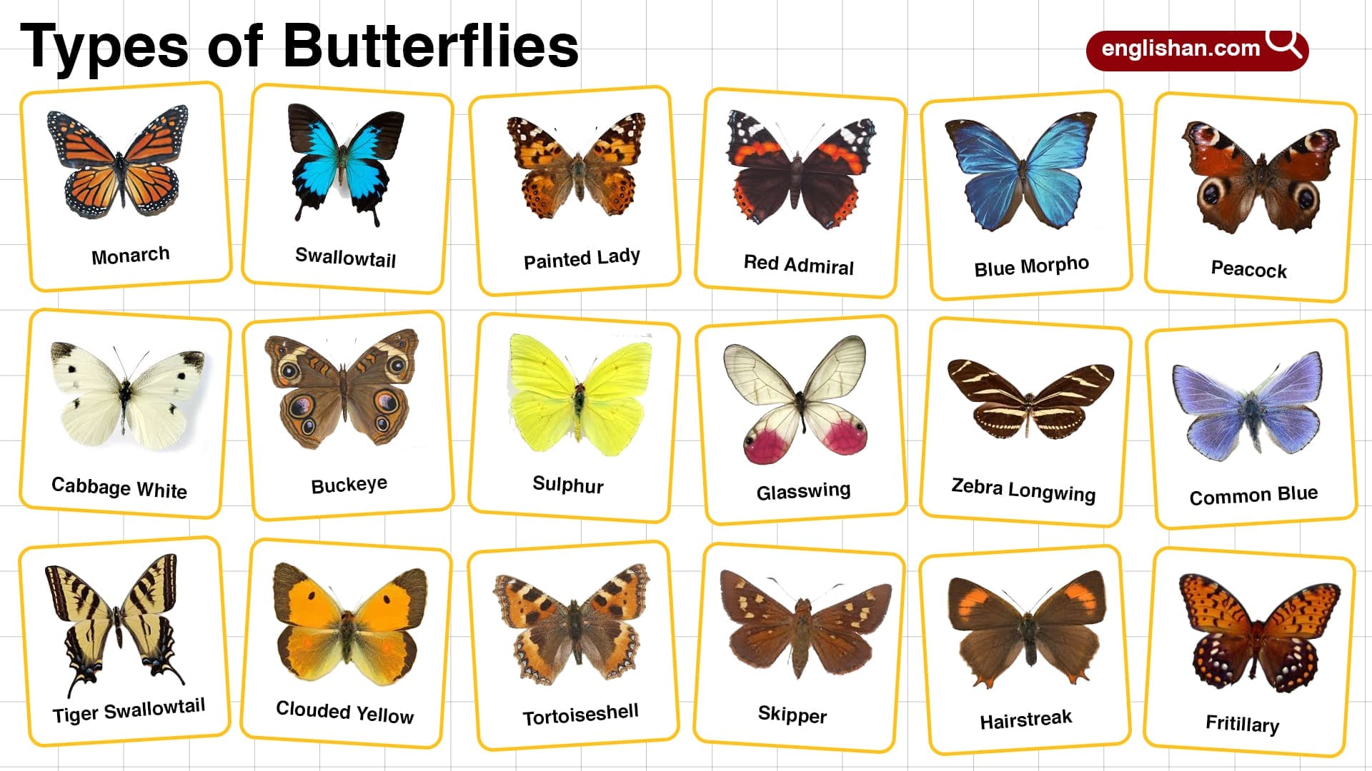 English Butterfly Names English Butterfly Names