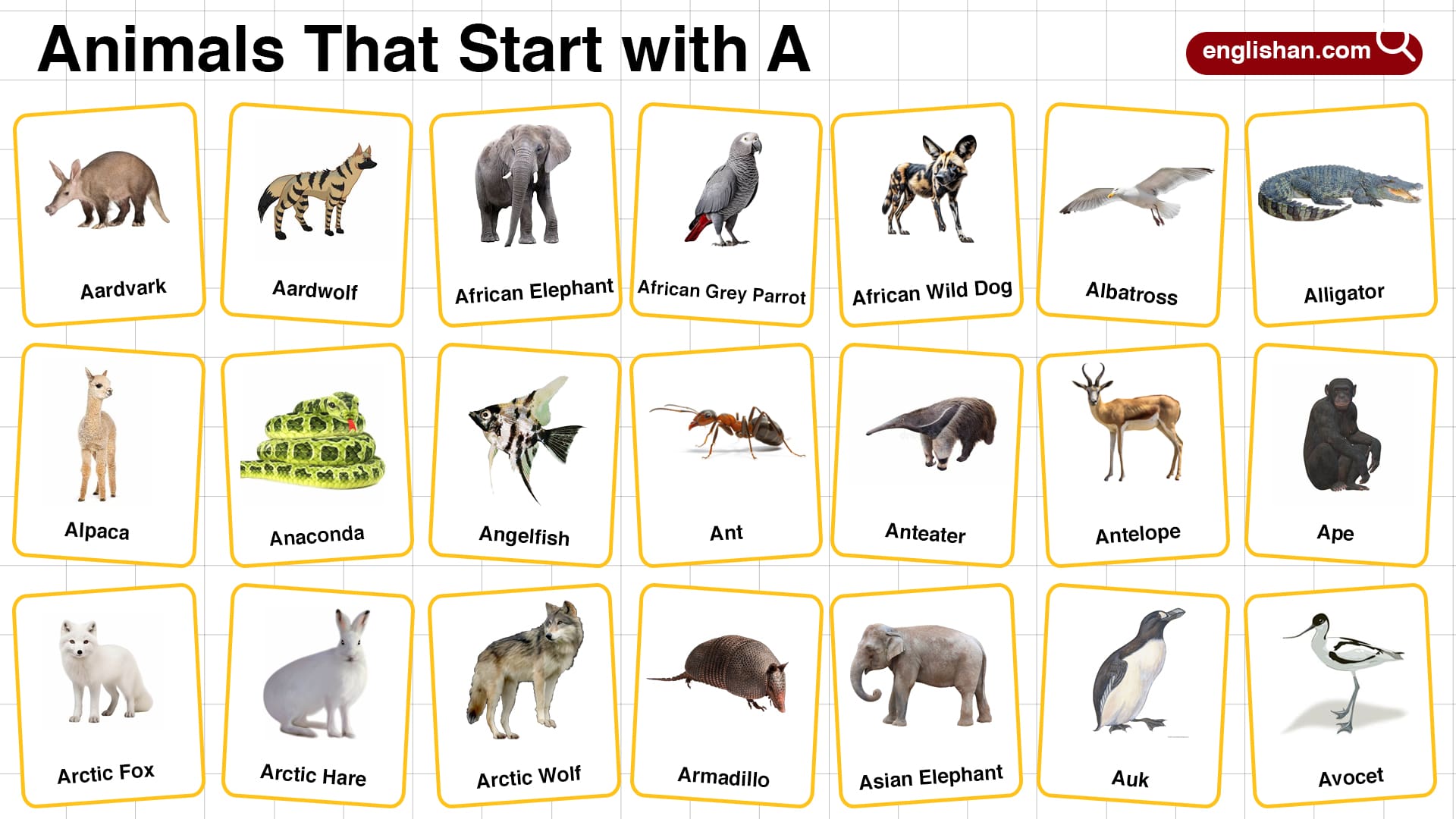20+ Animals that Start with A in English with Pictures