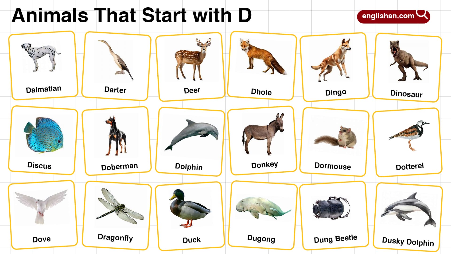 20+ Animals Start with D in English with Pictures