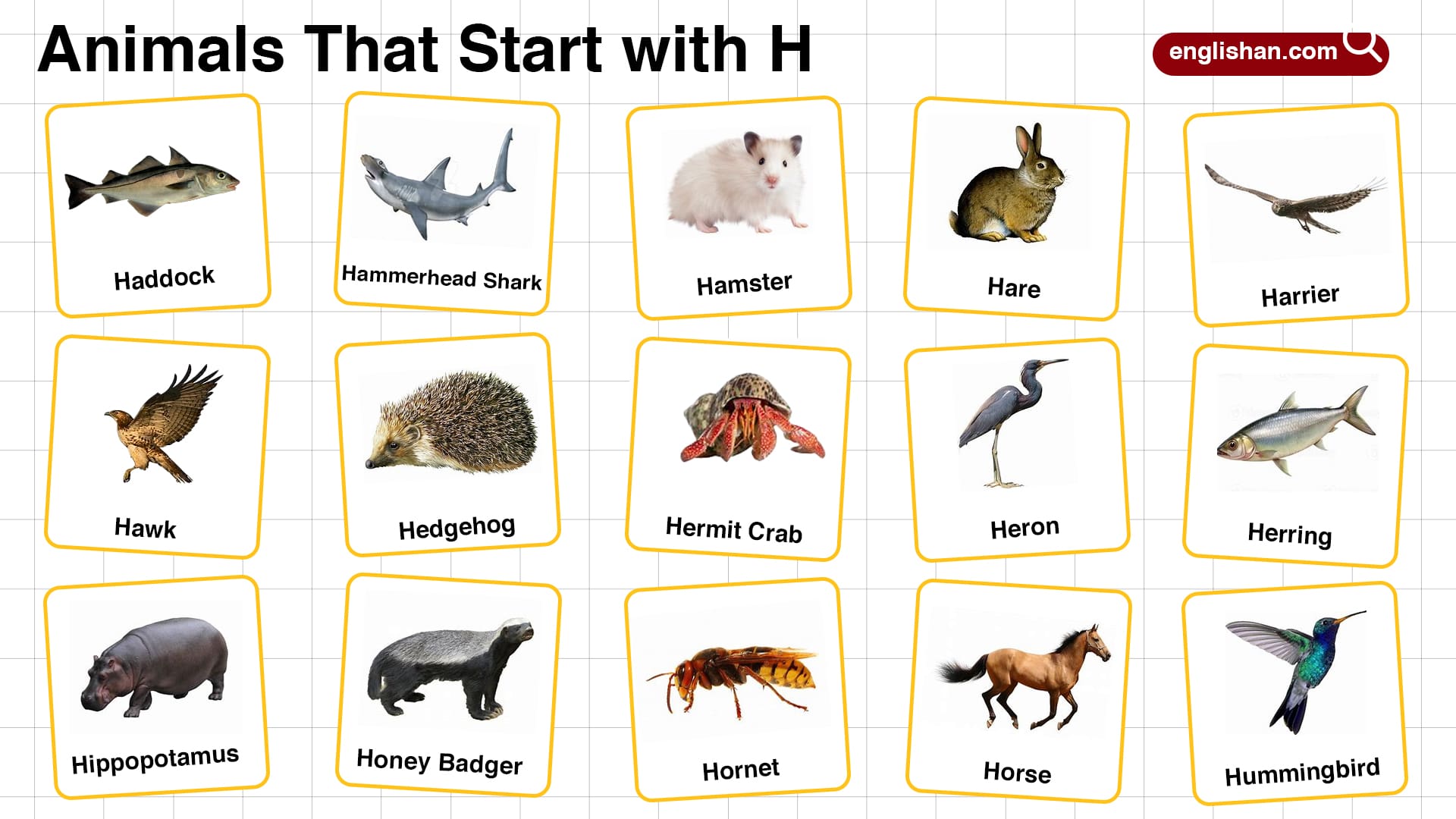20+ Animals that Start with H in English with Pictures