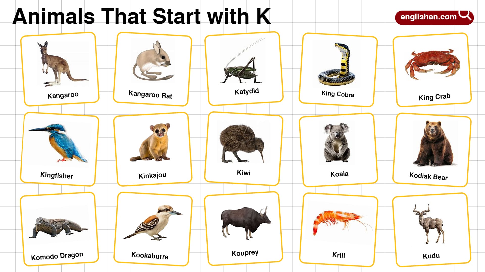 20+ Animals that Start with K in English with Pictures