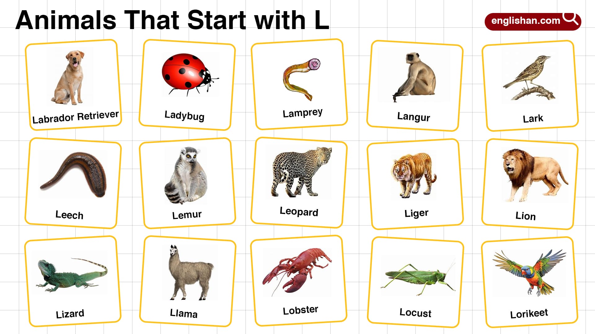 20+ Animals that Start with L in English with Pictures