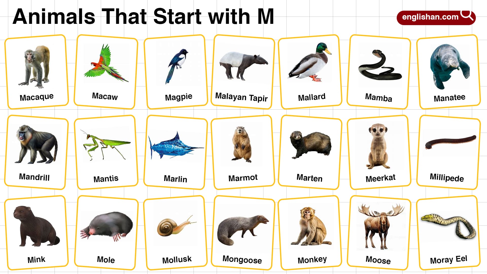 20+ Animals that Start with M in English with Pictures