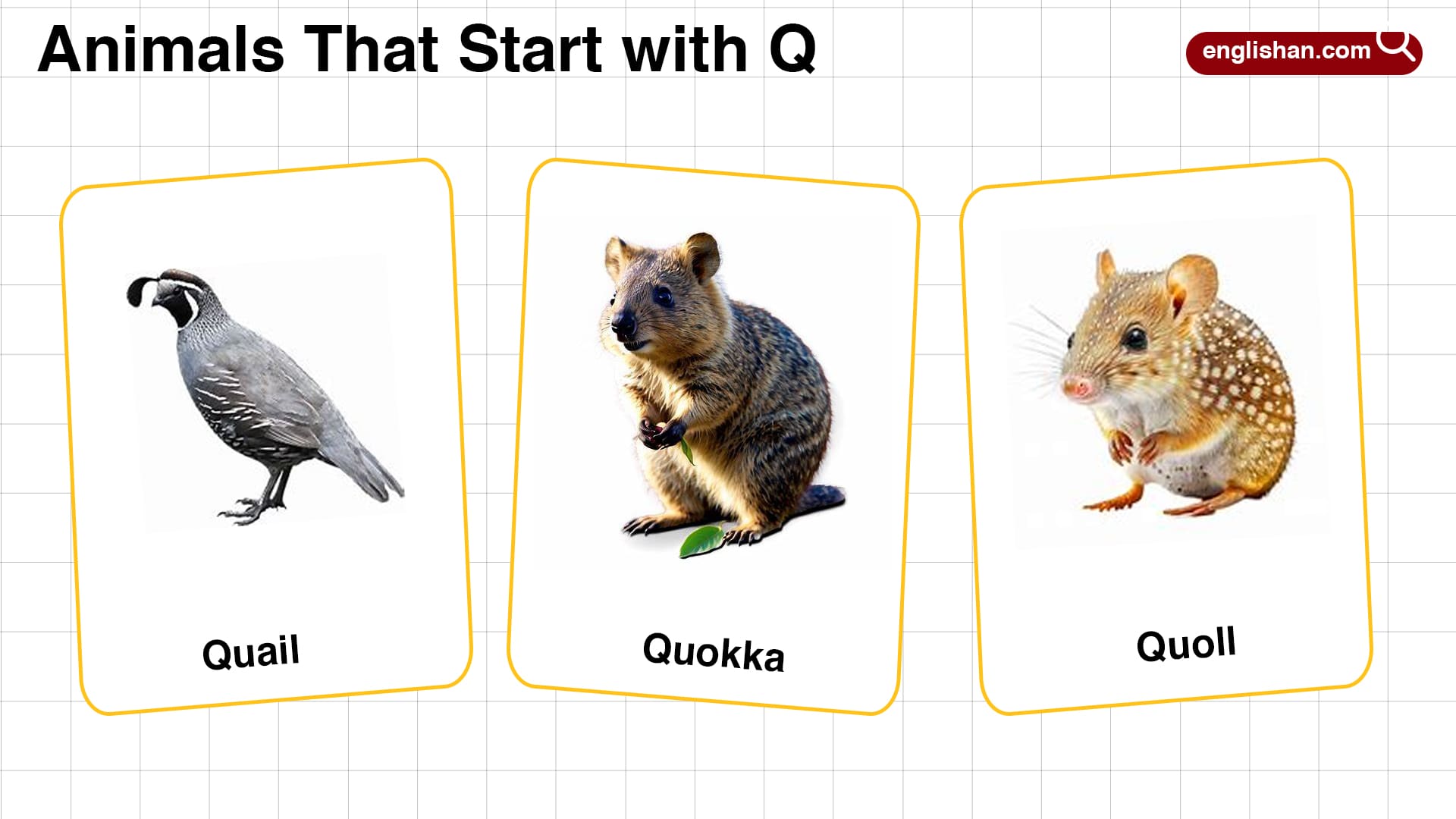 20+ Animals that Start with Q in English with Pictures
