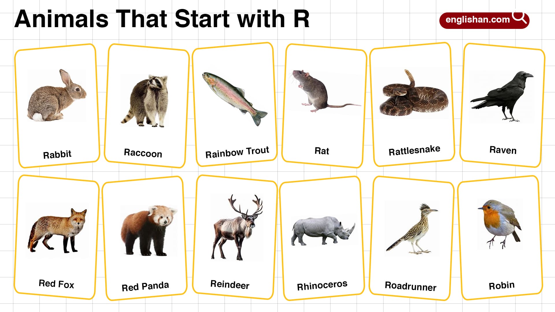 20+ Animals that Start with R in English with Pictures
