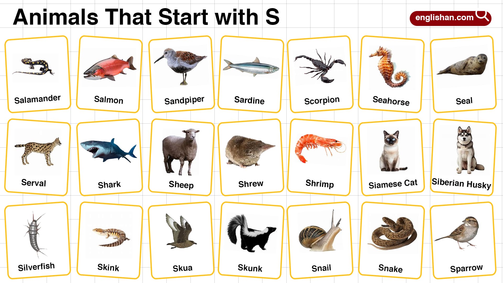 20+ Animals that Start with S in English with Pictures