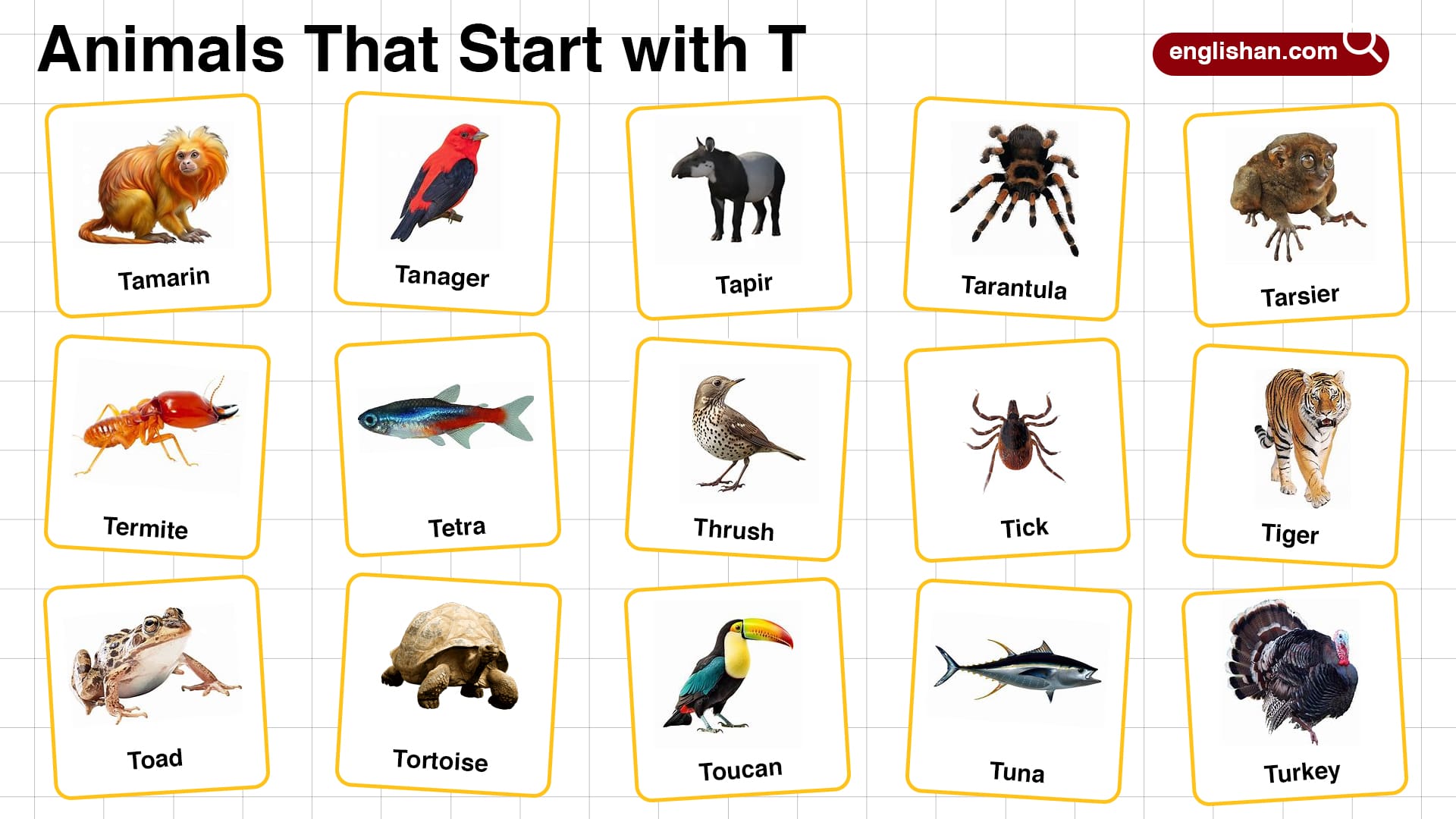 20+ Animals that Start with T in English with Pictures