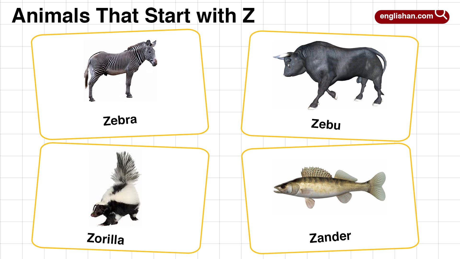 20+ Animals that Start with Z in English with Pictures
