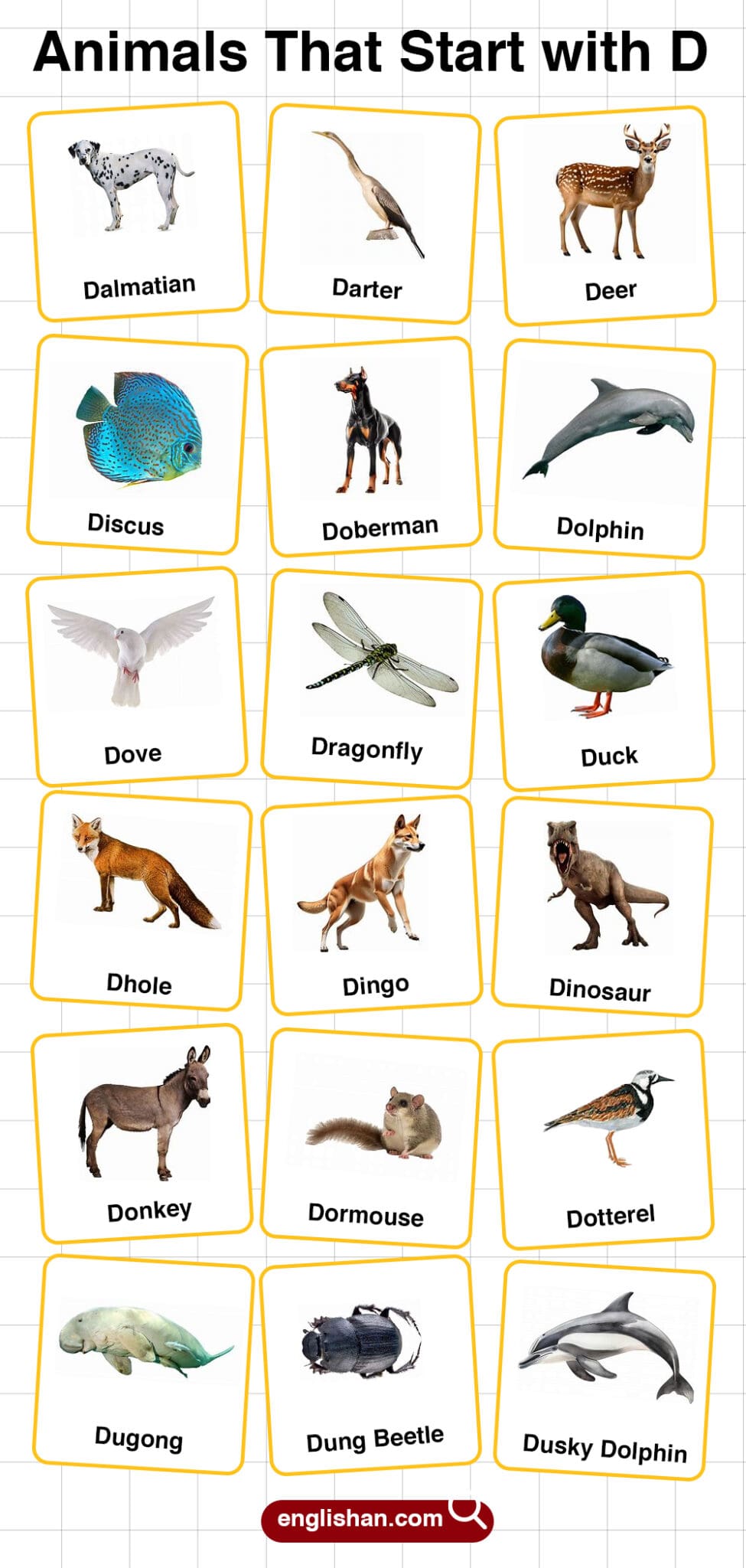 20+ Animals Start with D in English with Pictures