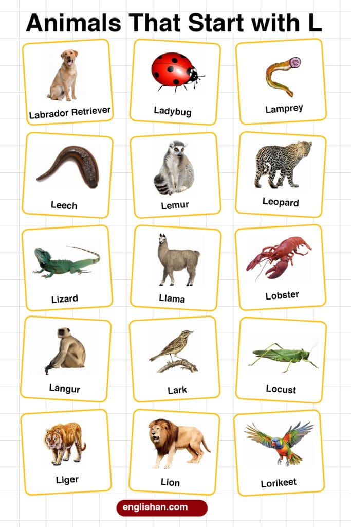 Animals That Start With L: Names, Traits and Pictures