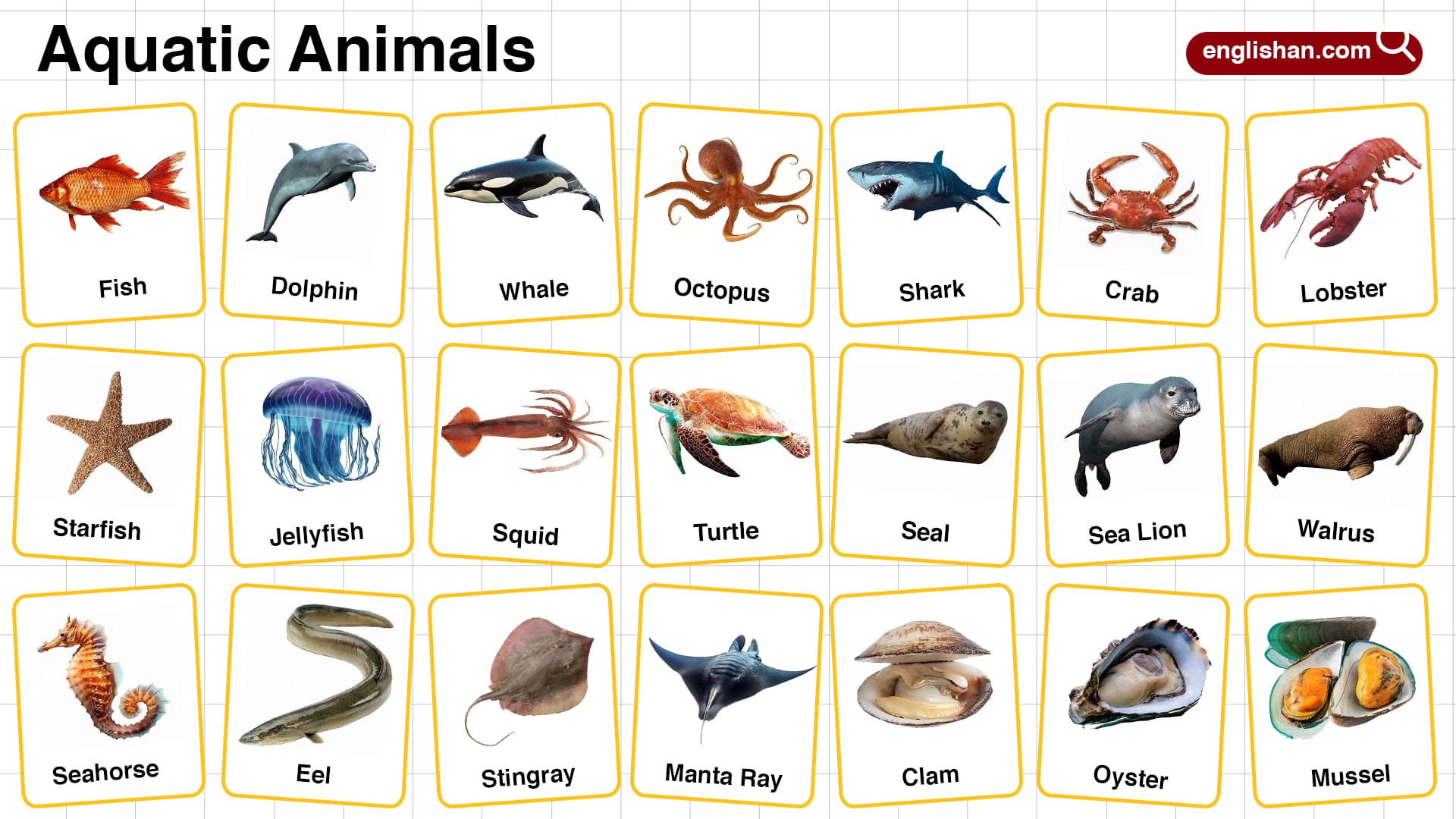 Aquatic Animals Names in English with their Pictures