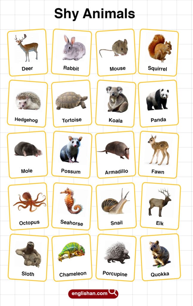 Shy Animals Names in English with their Pictures