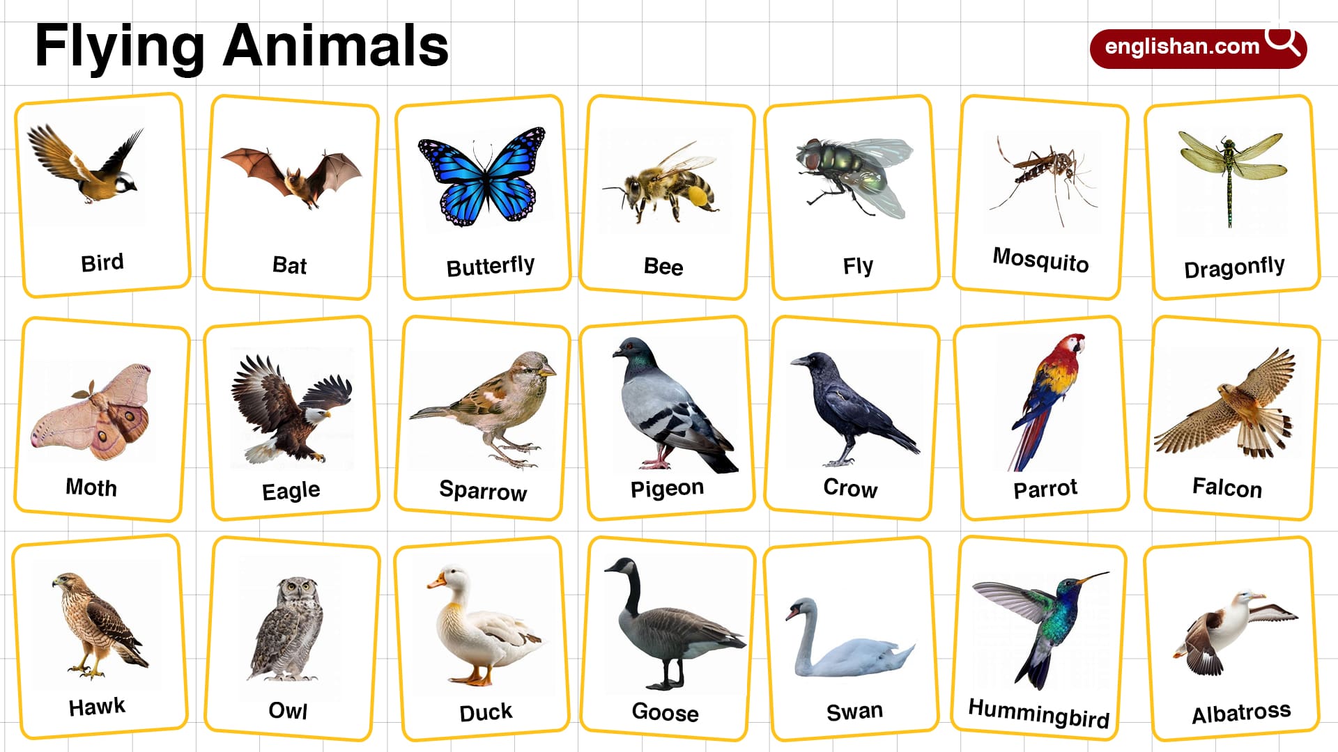 Flying Animals Names in English with their Pictures