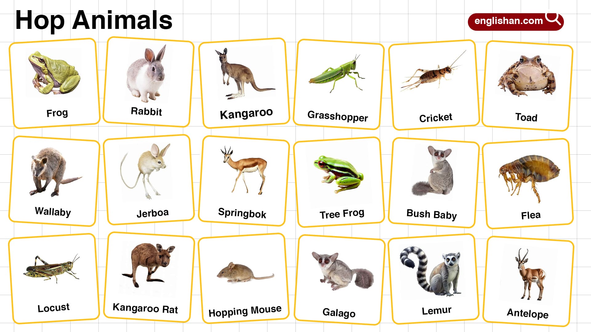Hop Animals Names in English with their Pictures